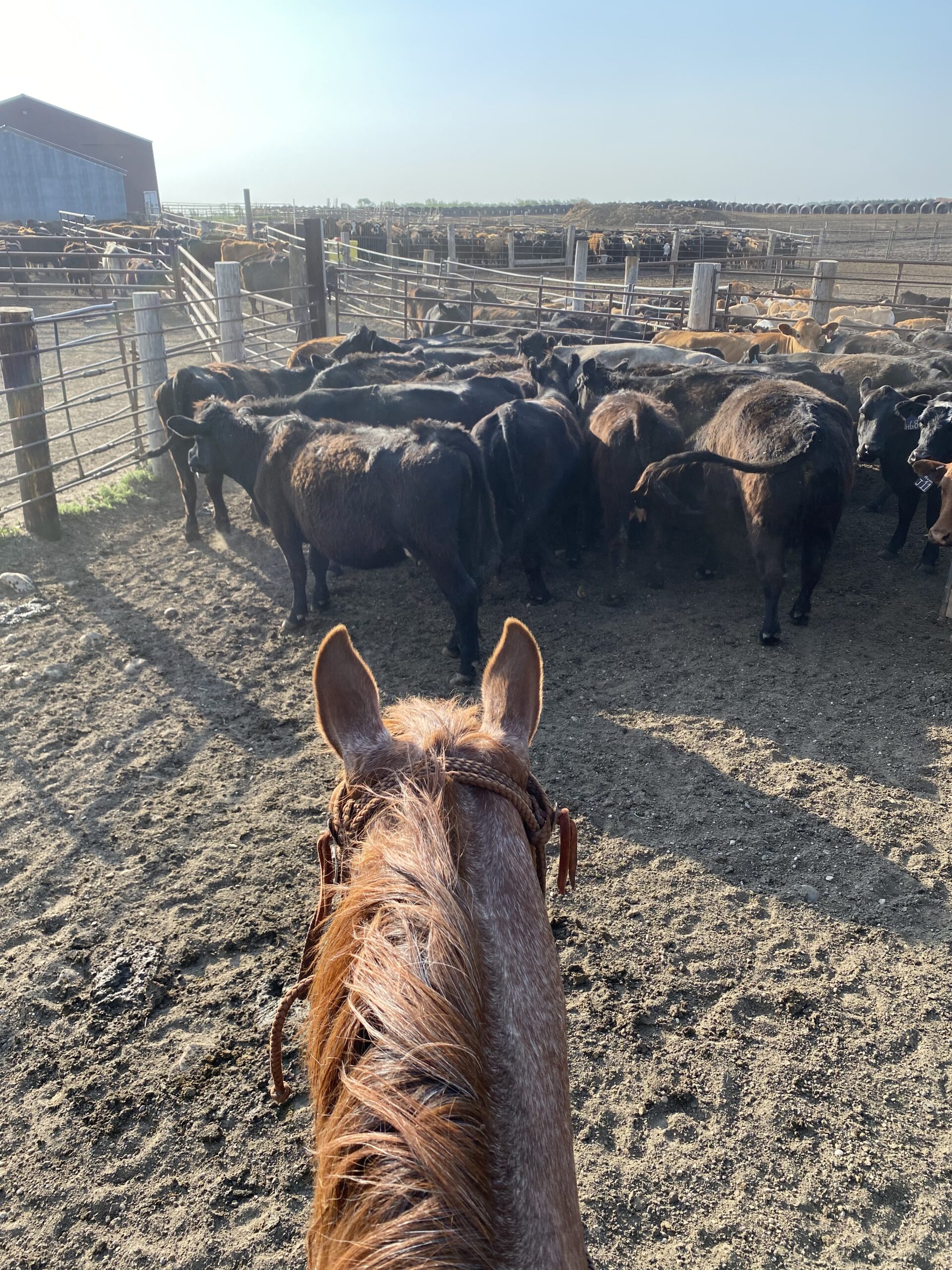 Ag Experience Insider- Duxbury Beef - Stockyards Ag Experience