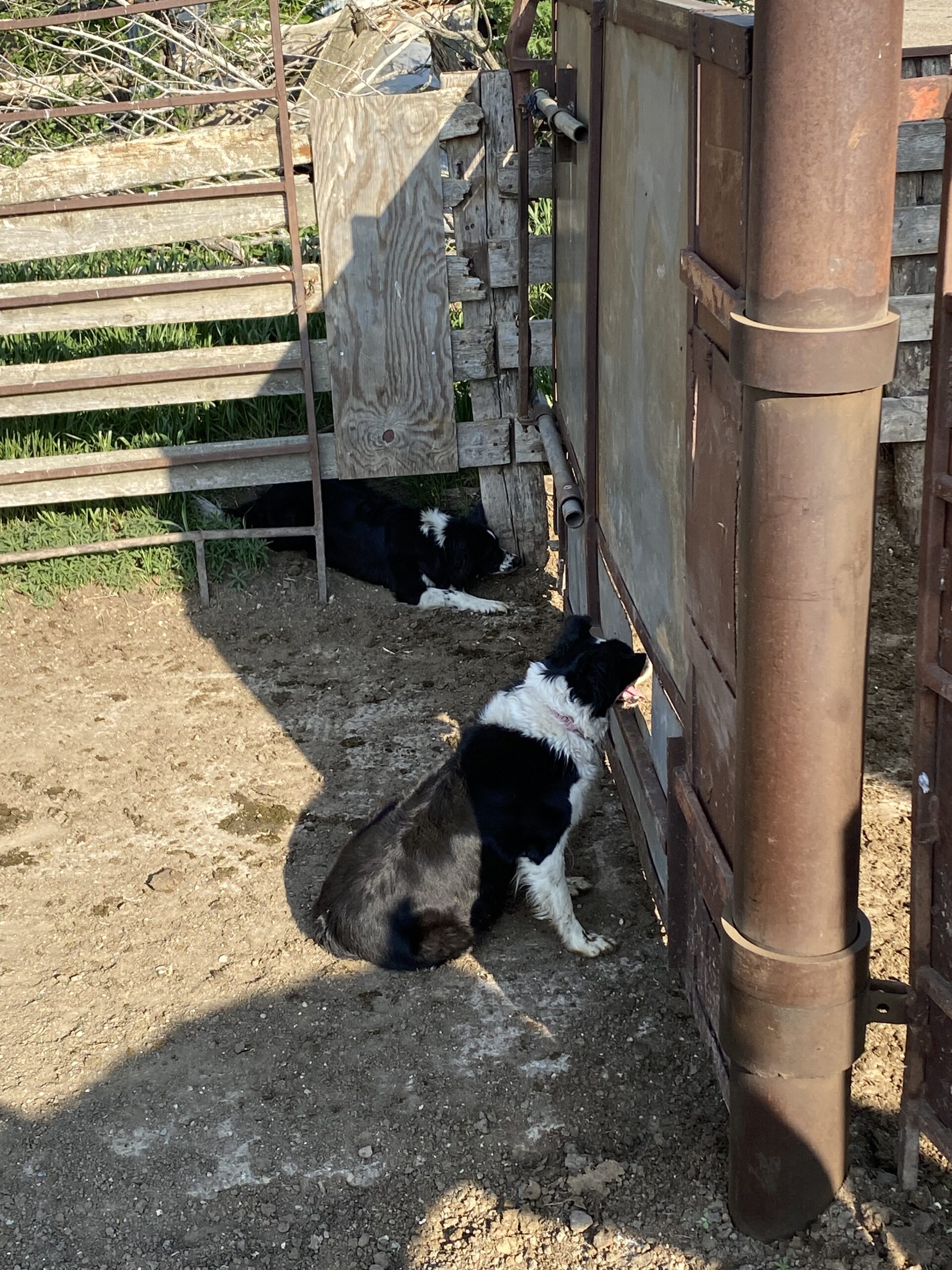 Ag Experience Insider- Duxbury Beef - Stockyards Ag Experience