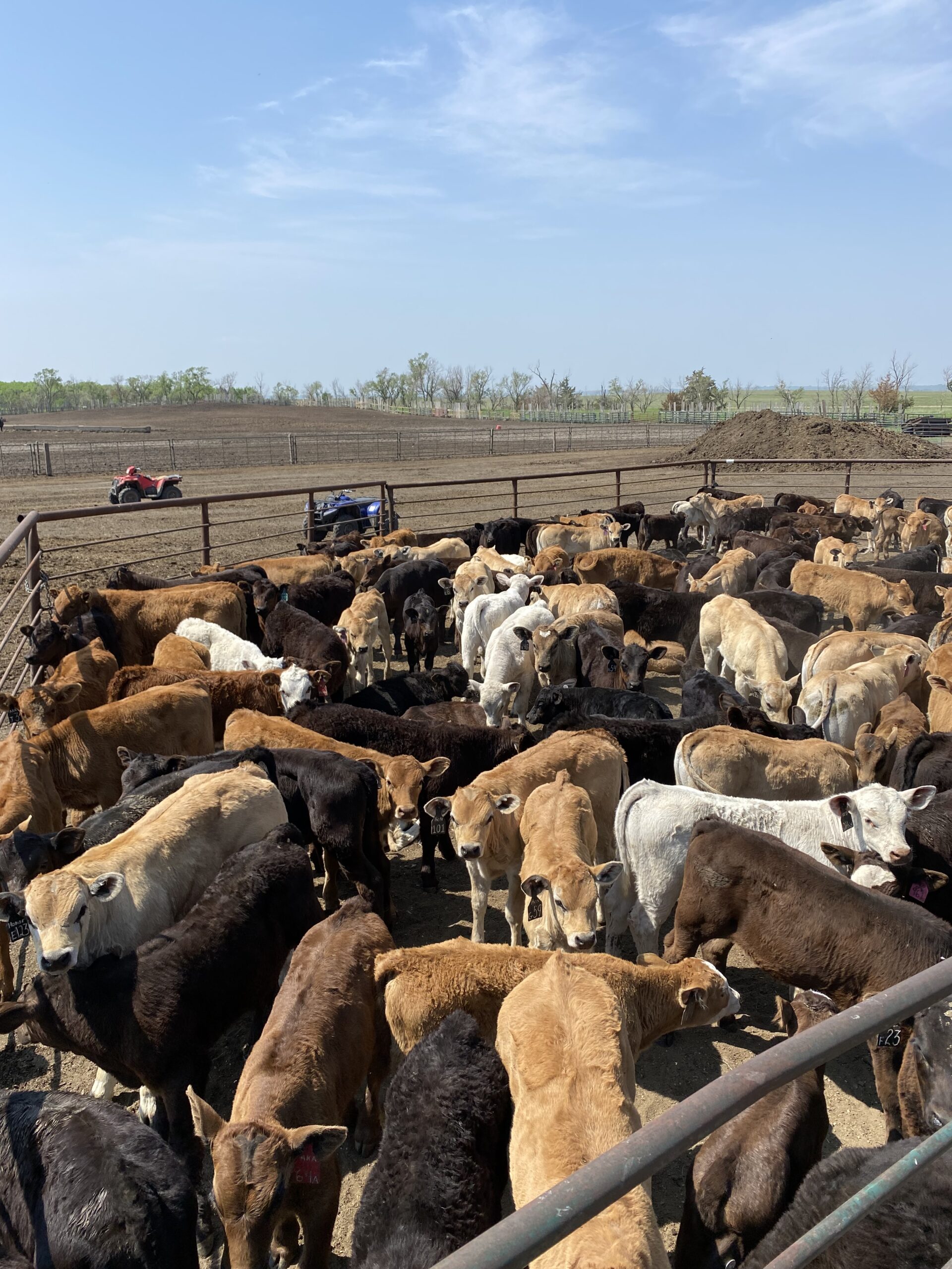 Ag Experience Insider- Duxbury Beef - Stockyards Ag Experience